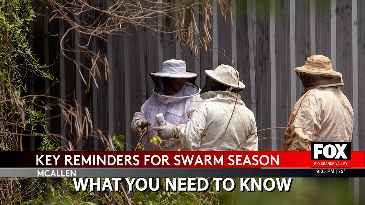 Bee Alert: 4 Key Tips To Stay Safe During Swarm Season In McAllen - Fox ...