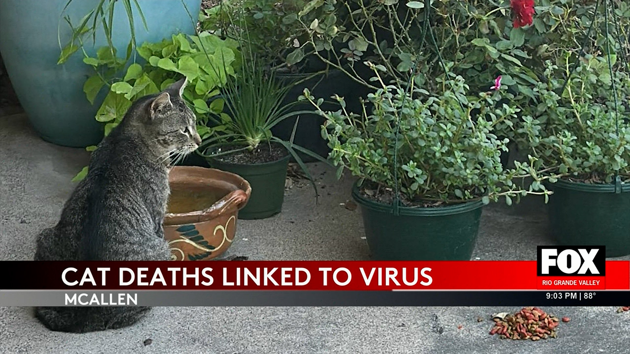 Deadly Virus Outbreak Among Cats Alarms McAllen Residents - Fox Rio ...