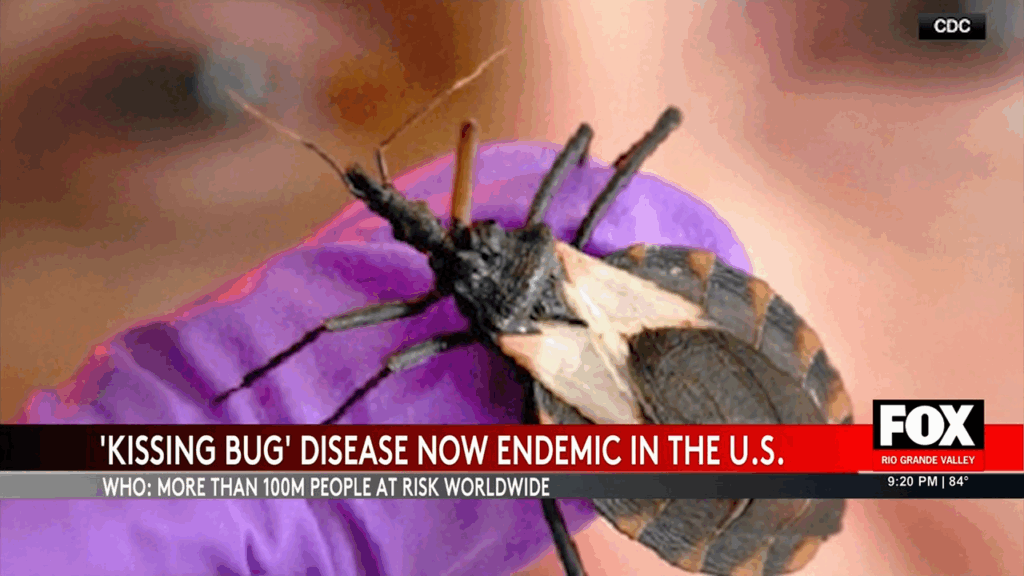 Chagas Disease Declared Endemic In U.S., CDC Reports - Fox Rio Grande ...