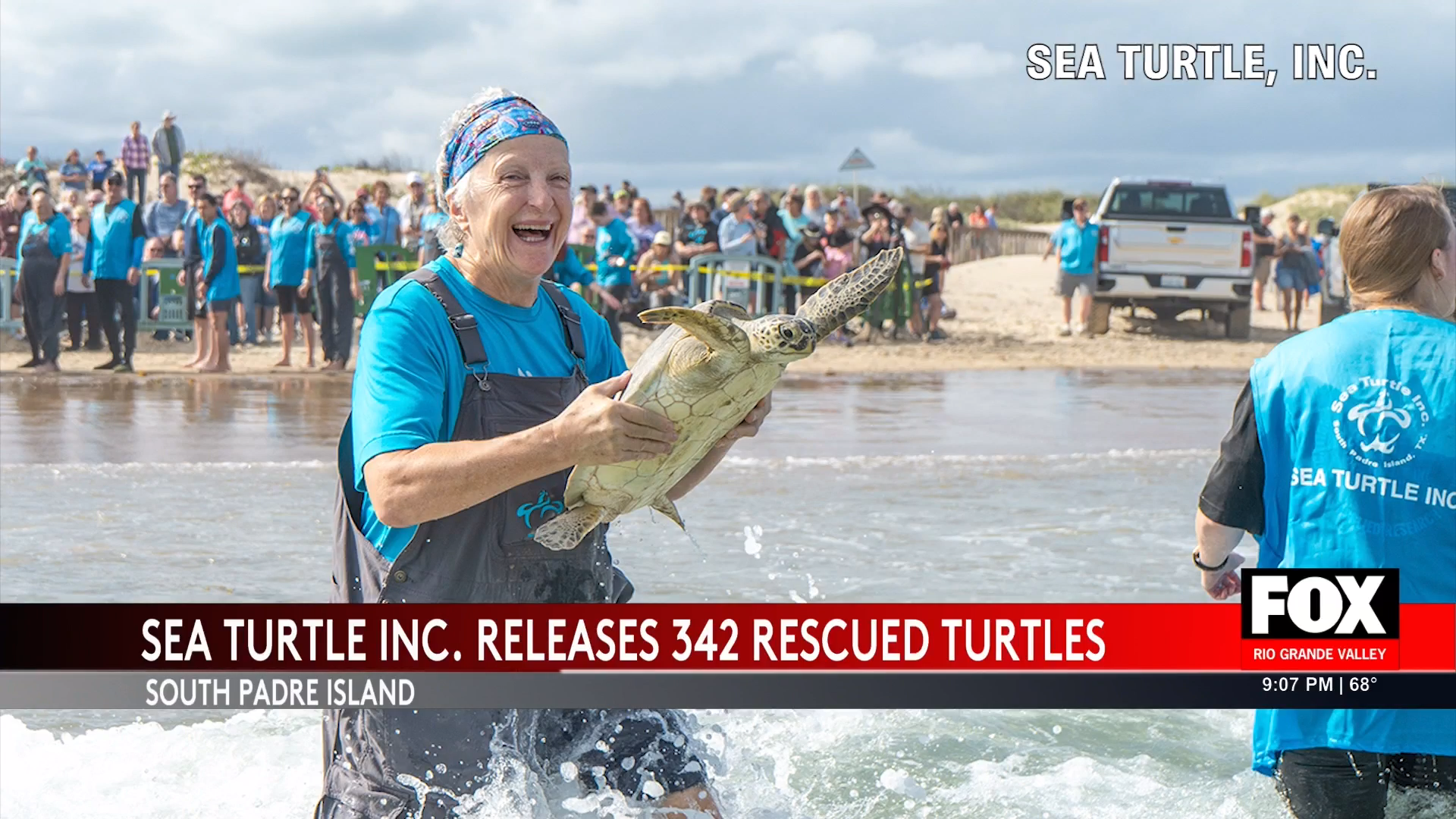 Sea Turtle Release In South Padre Island Captivates Hundreds - Fox Rio ...