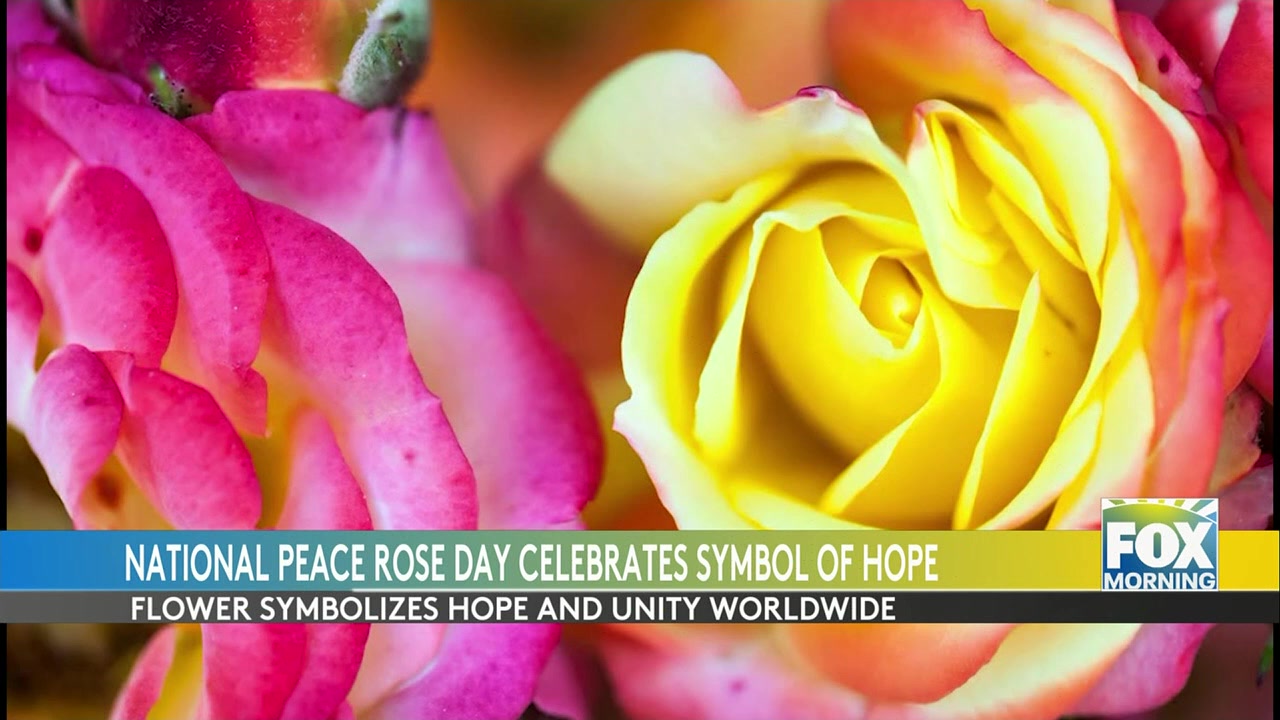 National Peace Rose Day: Celebrating A Blooming Symbol Of Global Unity ...