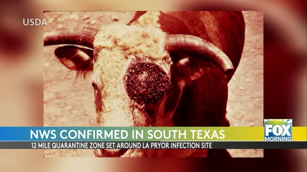New World Screw-Worm Detected Near U.S.-Mexico Border: Major Threat To ...