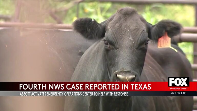 Texas Screw Worm Outbreak: Texas Launches Emergency Response As Deadly ...