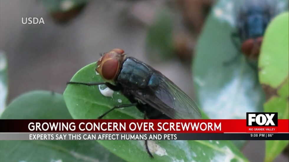 New World Screw-Worm Threat In Texas Prompts Public Health Warning For ...