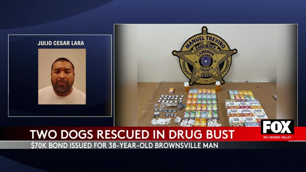 Brownsville Drug Bust: Brownsville Man Arrested On Drug And Animal ...