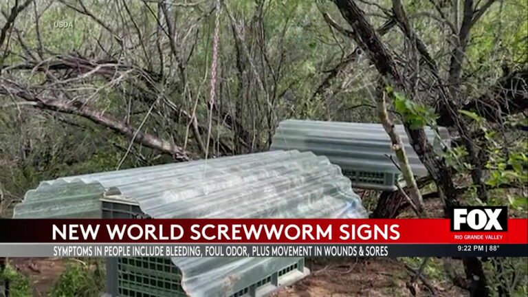 CDC Warns Of New World Screw Worm Infections In U.S. Animals: What To Know