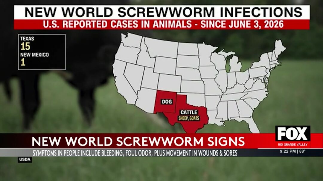 Rare Human Cases Of New World Screw-Worm Infections Reported In The US